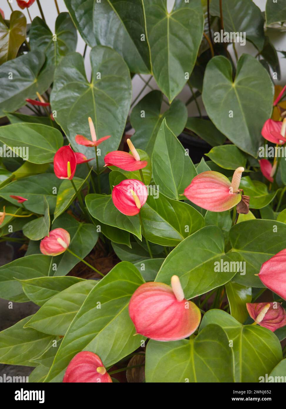 bunch of pink flowers in anthurium plants, aka tailflower, flamingo or ...