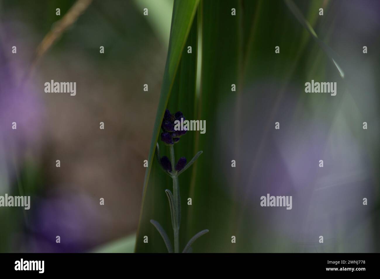 Artistic lavender hi-res stock photography and images - Alamy