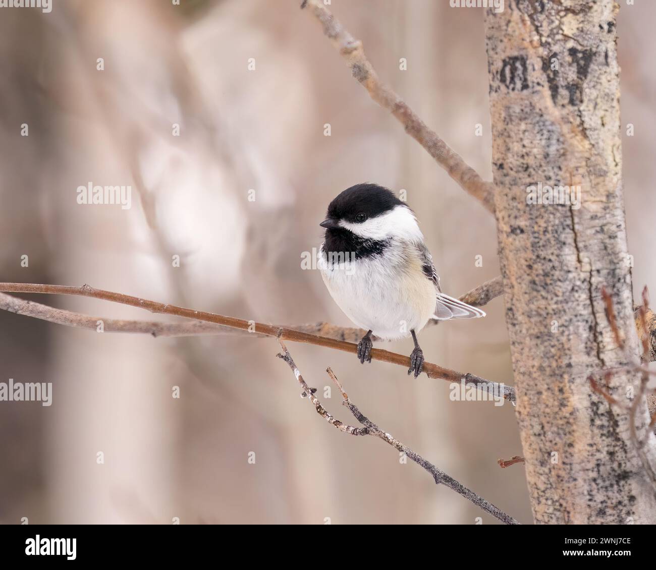 Profile of a chickadee hi-res stock photography and images - Alamy