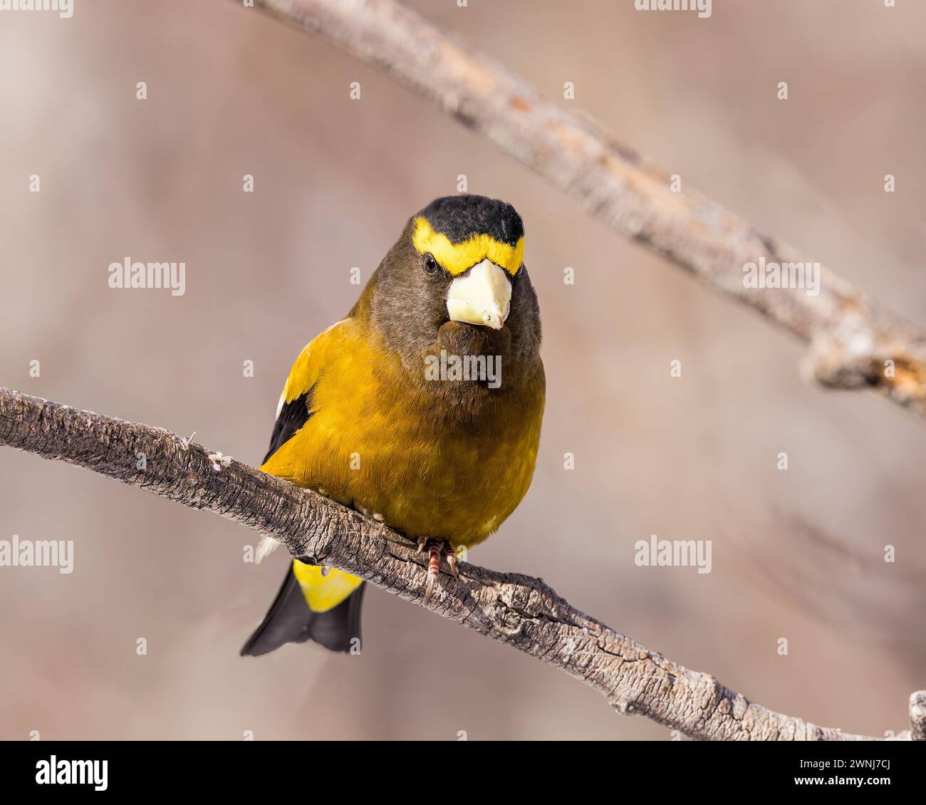 An Evening Grosbeak perches in the morning light Stock Photo - Alamy