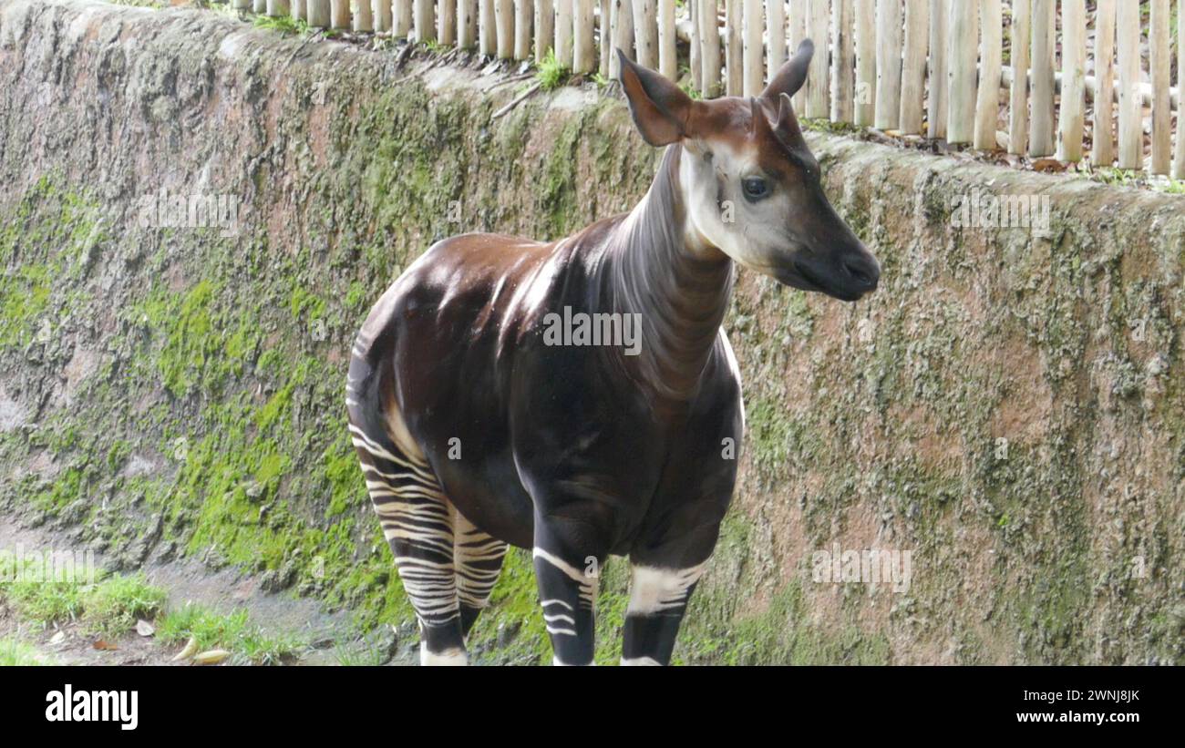 Los Angeles, California, USA 29th February 2024 Okapi at LA Zoo on February 29, 2024 in Los ...
