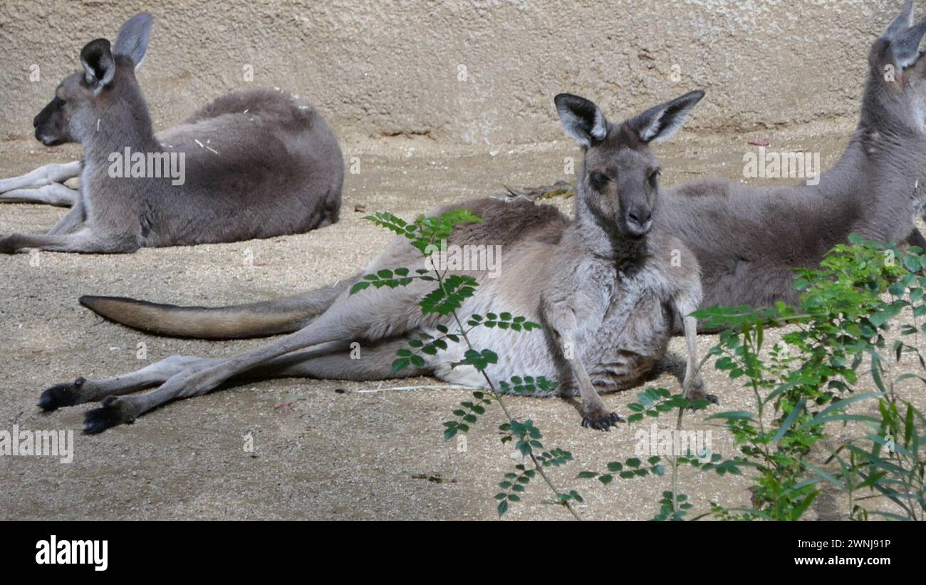 Los Angeles, California, USA 29th February 2024 Gray Kangaroos at LA ...