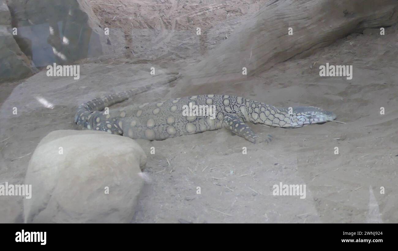 Los Angeles, California, USA 29th February 2024 Perente at LA Zoo on ...