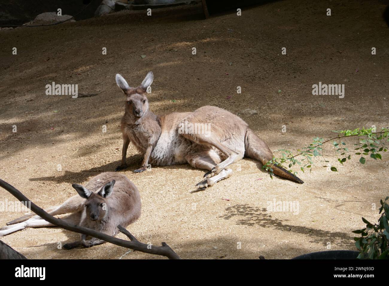 Los Angeles, California, USA 29th February 2024 Gray Kangaroos at LA ...