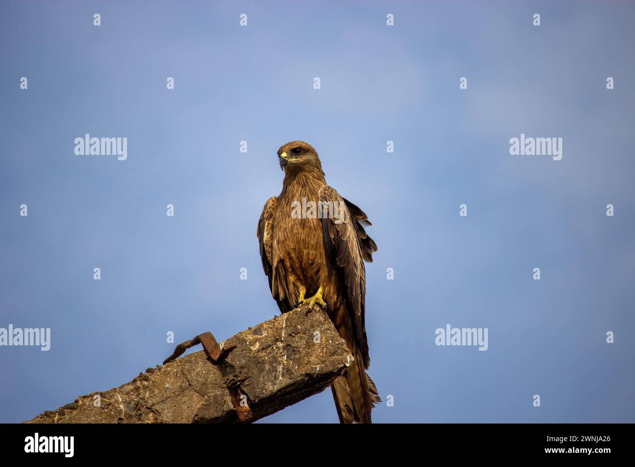 Birds of south India KERALA Stock Photo - Alamy