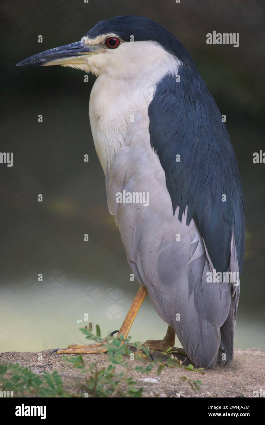 Birds of south India KERALA Stock Photo - Alamy