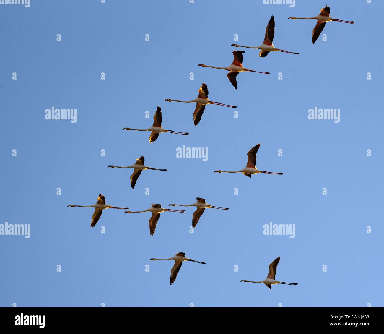 Bandada de aves hi-res stock photography and images - Alamy