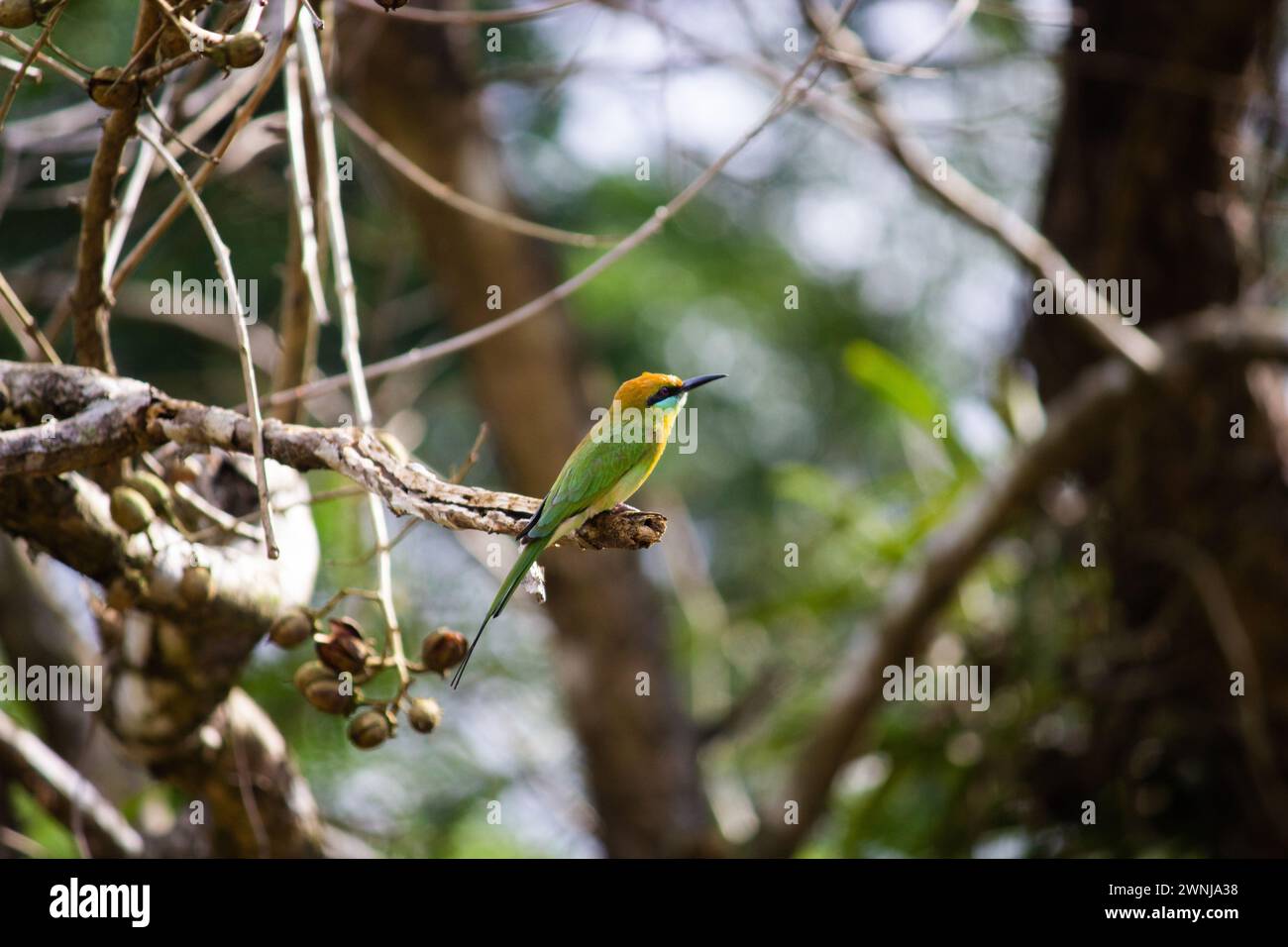 Birds of south India KERALA Stock Photo - Alamy
