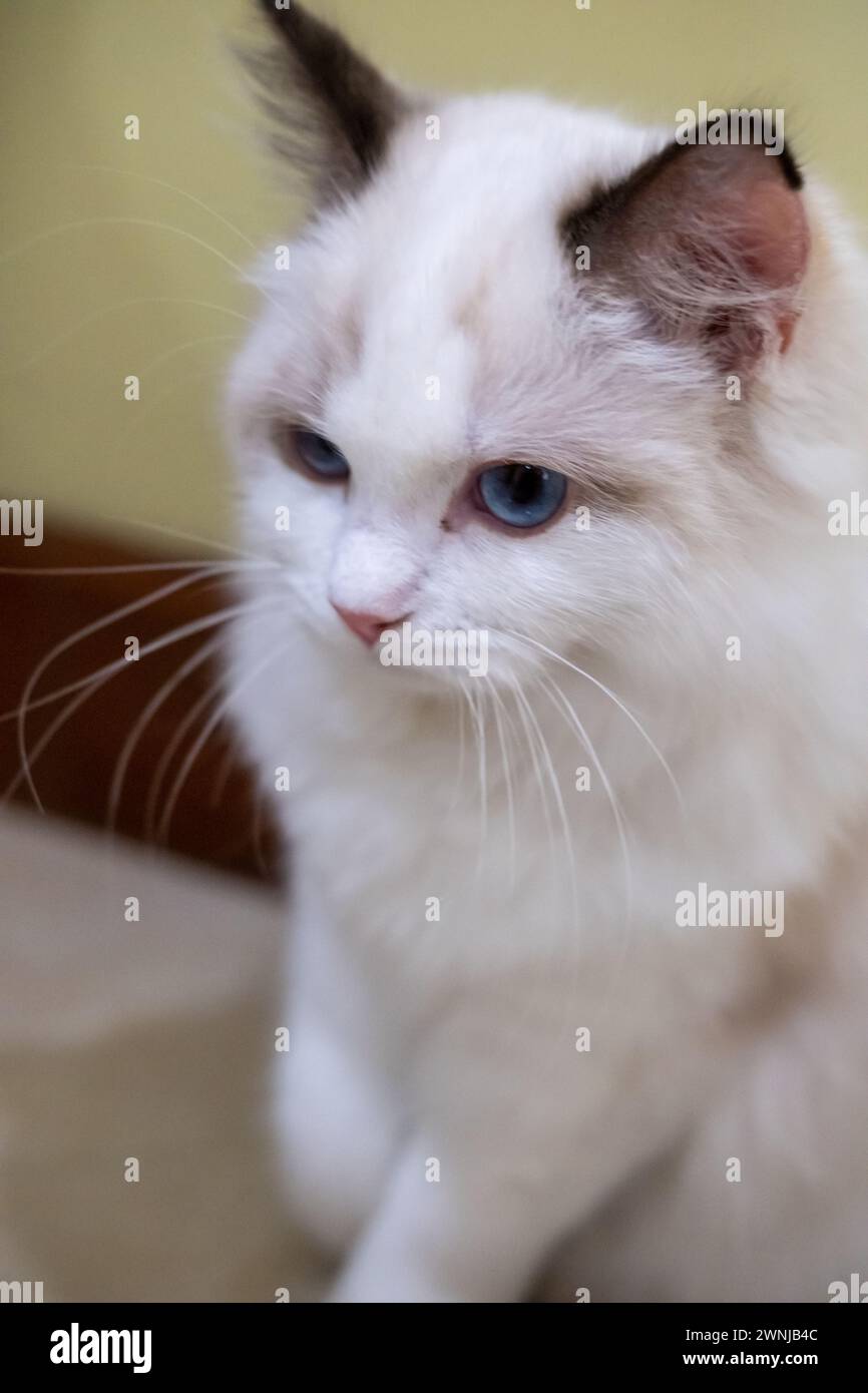 Cute, small Ragdoll cat. 4 months old Stock Photo - Alamy