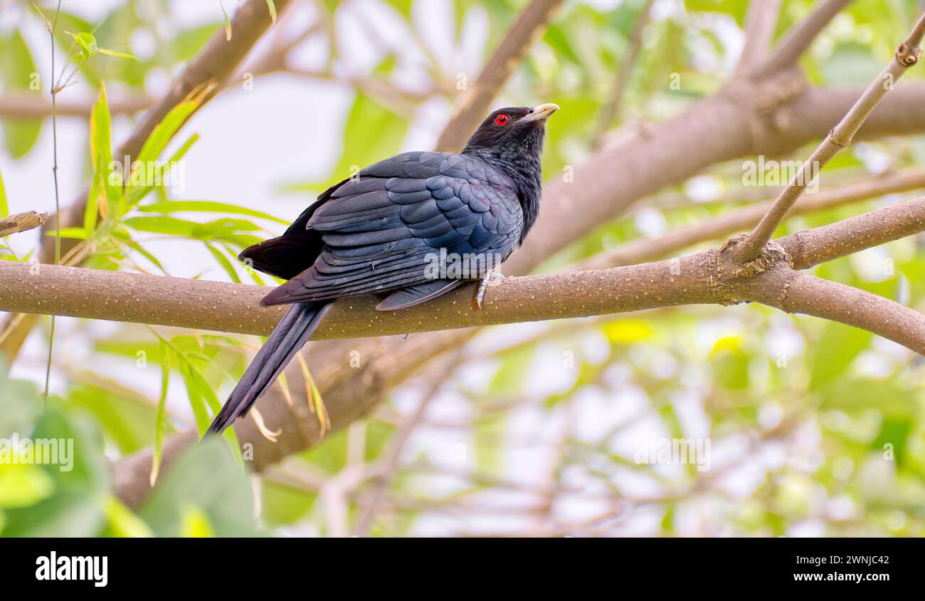 Asian koel (Eudynamys scolopaceus) perched on a branch in forest in ...