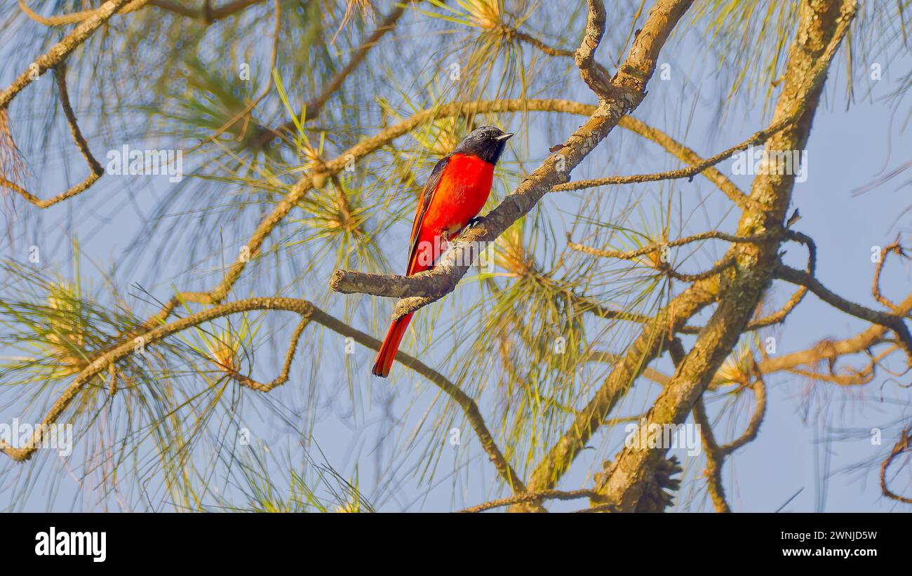 Male Small Minivet (Pericrocotus cinnamomeus) bird perched in tree in ...