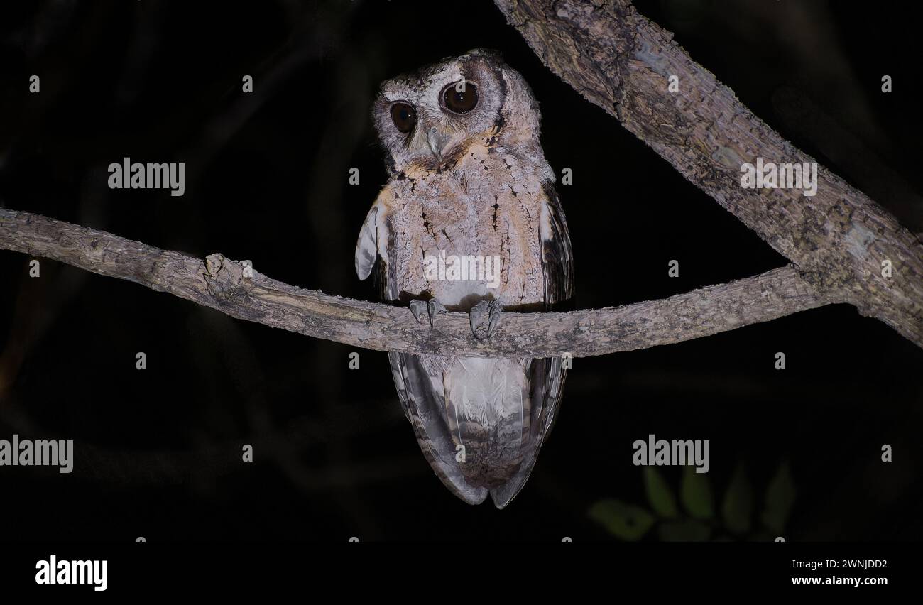 Wildlife spotlight hi-res stock photography and images - Alamy