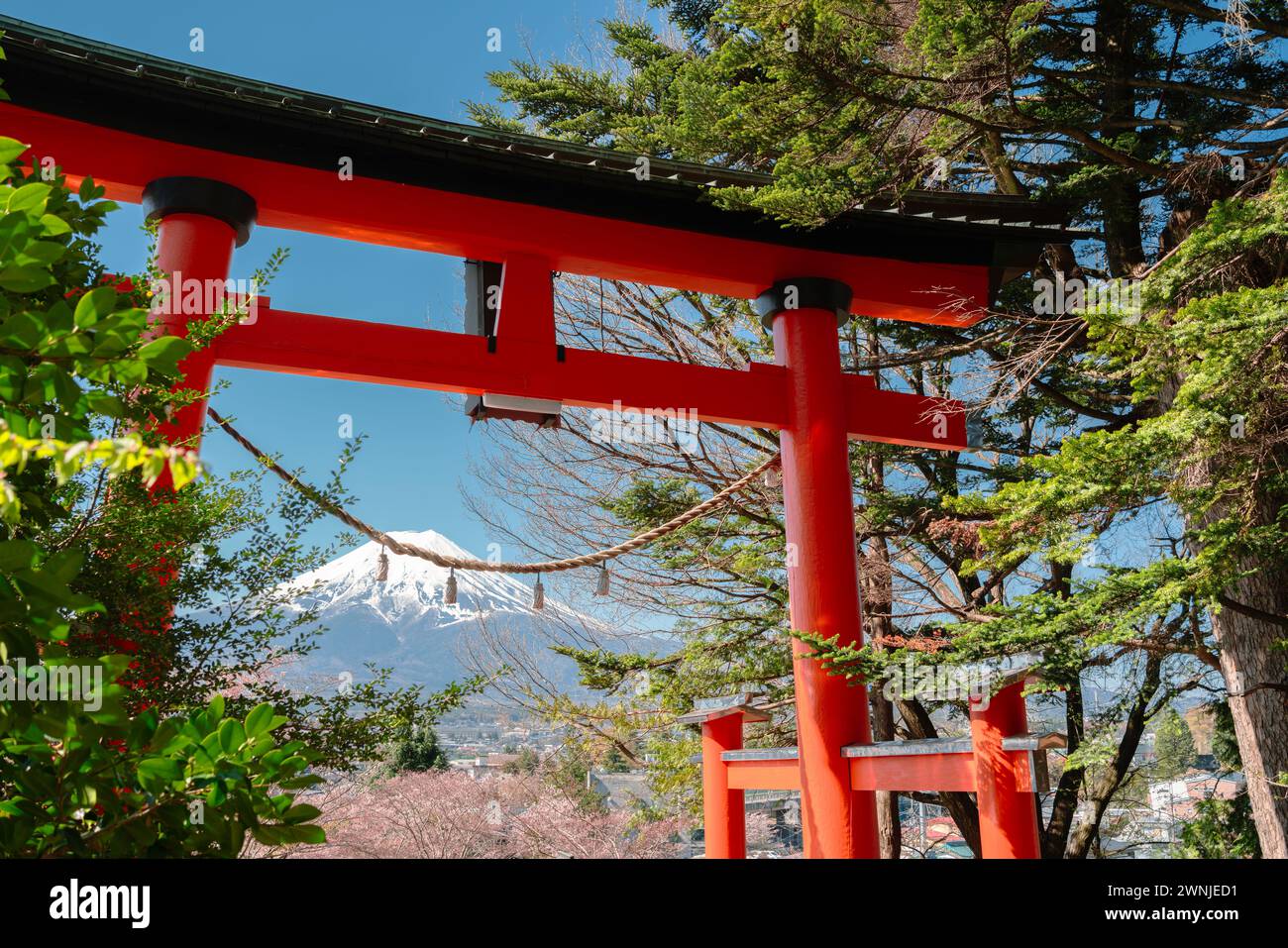 Arakurayama Sengen Park Shrine Torii gate and Fuji Mountain at spring ...