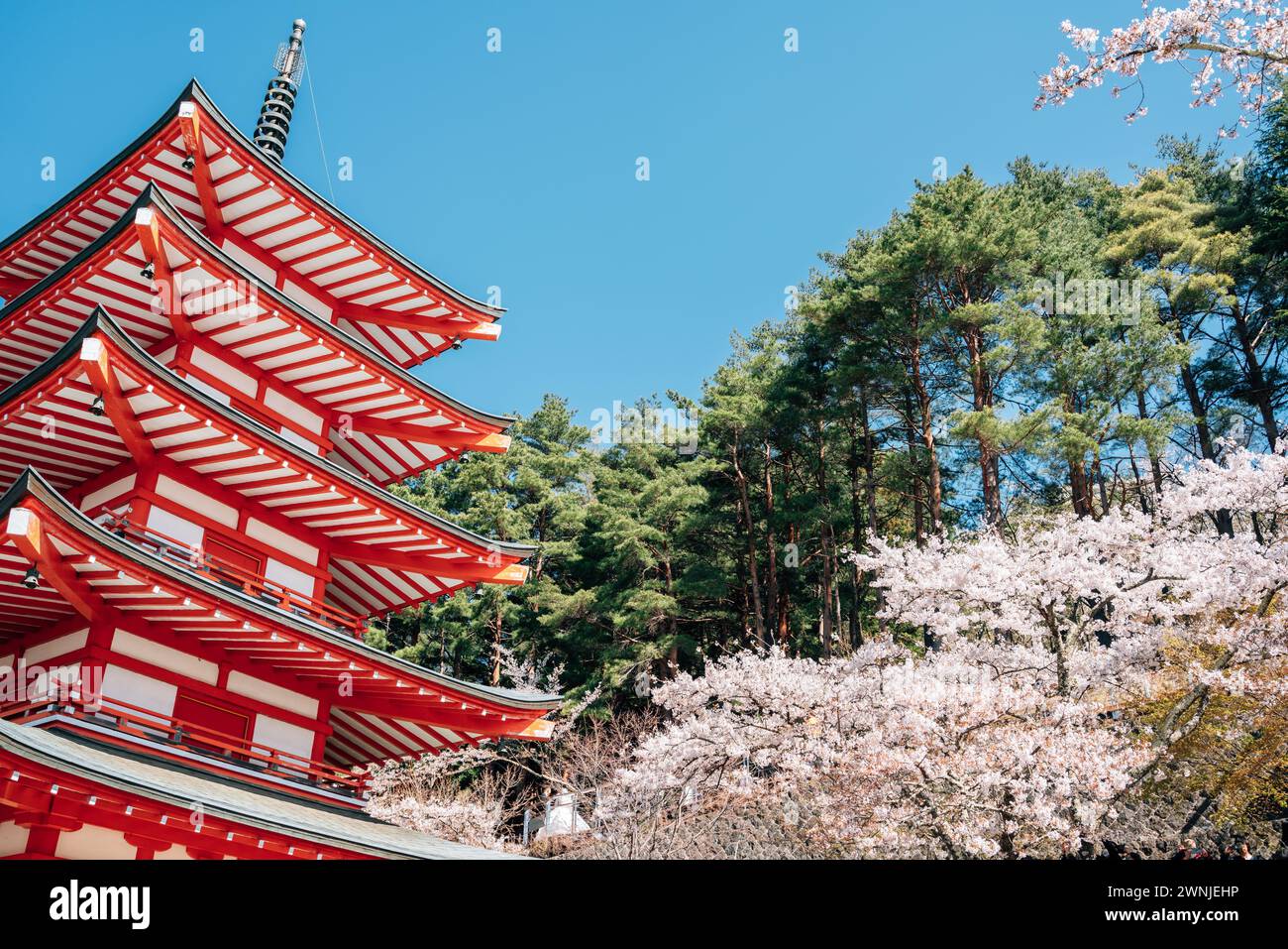 Arakurayama Sengen Park Chureito Pagoda with cherry blossoms in ...