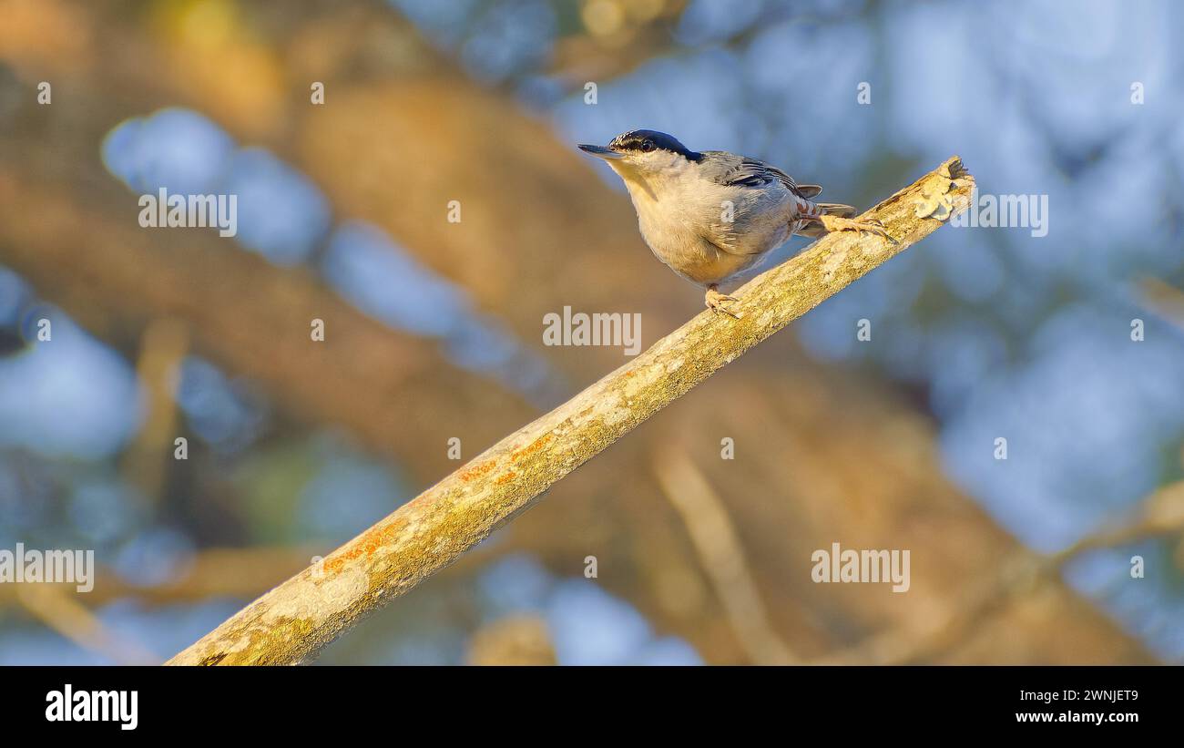 Giant nuthatch (Sitta magna) on a broken twig in morning sun, Chiang ...