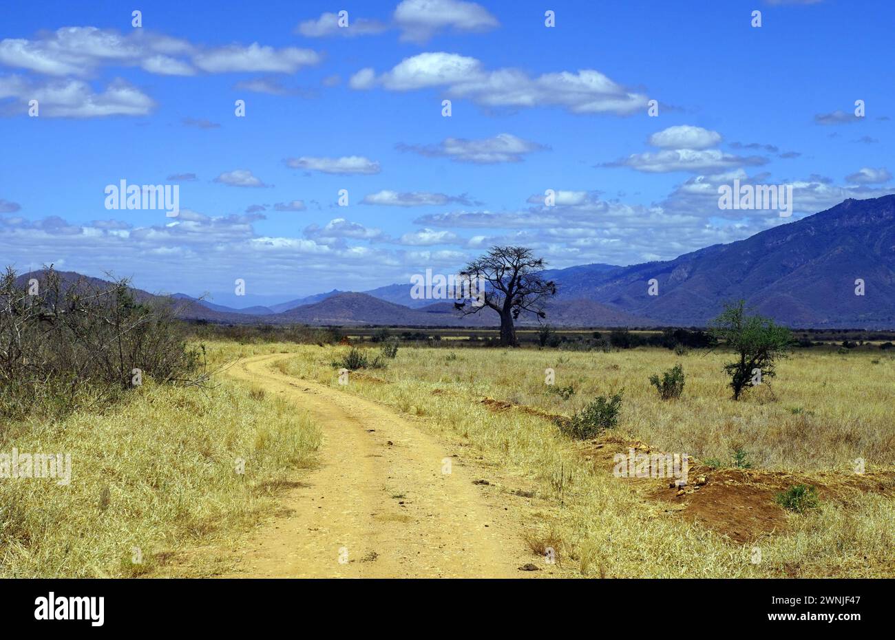 Tanzania mkomazi national park hi-res stock photography and images - Alamy