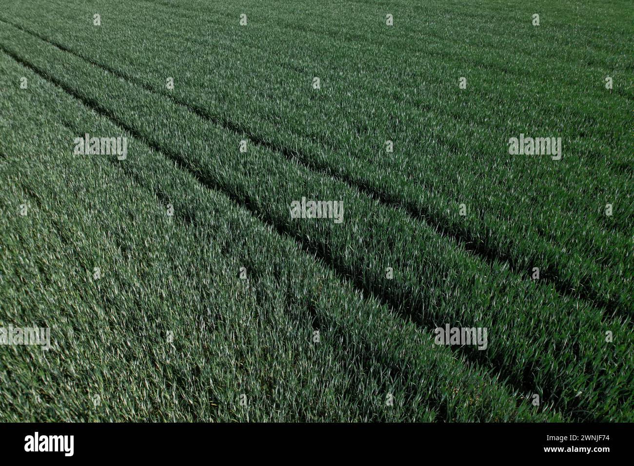 Aerial view Geometrical top view of green wheat corn field. Flying view ...