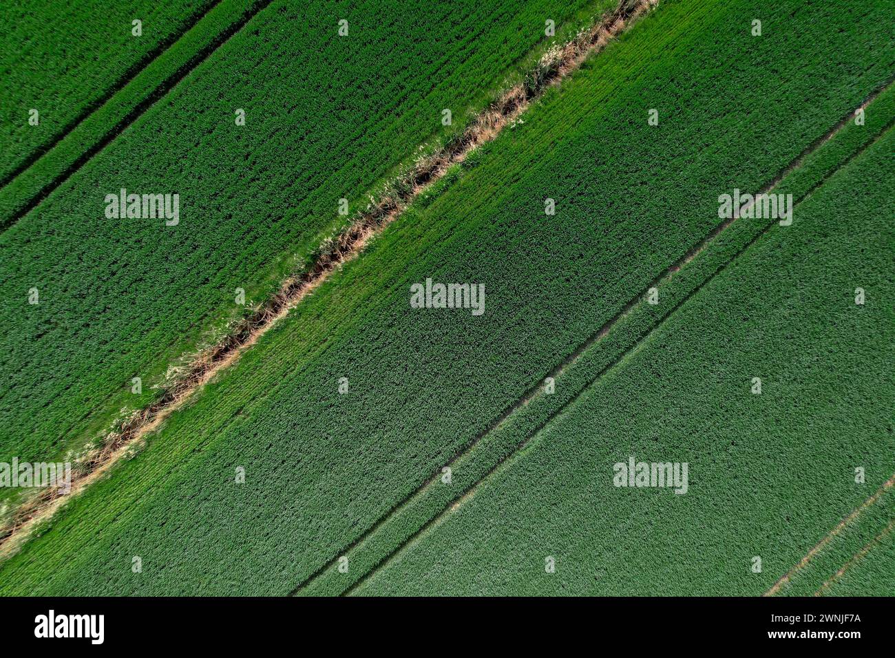 Aerial view Geometrical top view of green wheat corn field. Flying view ...