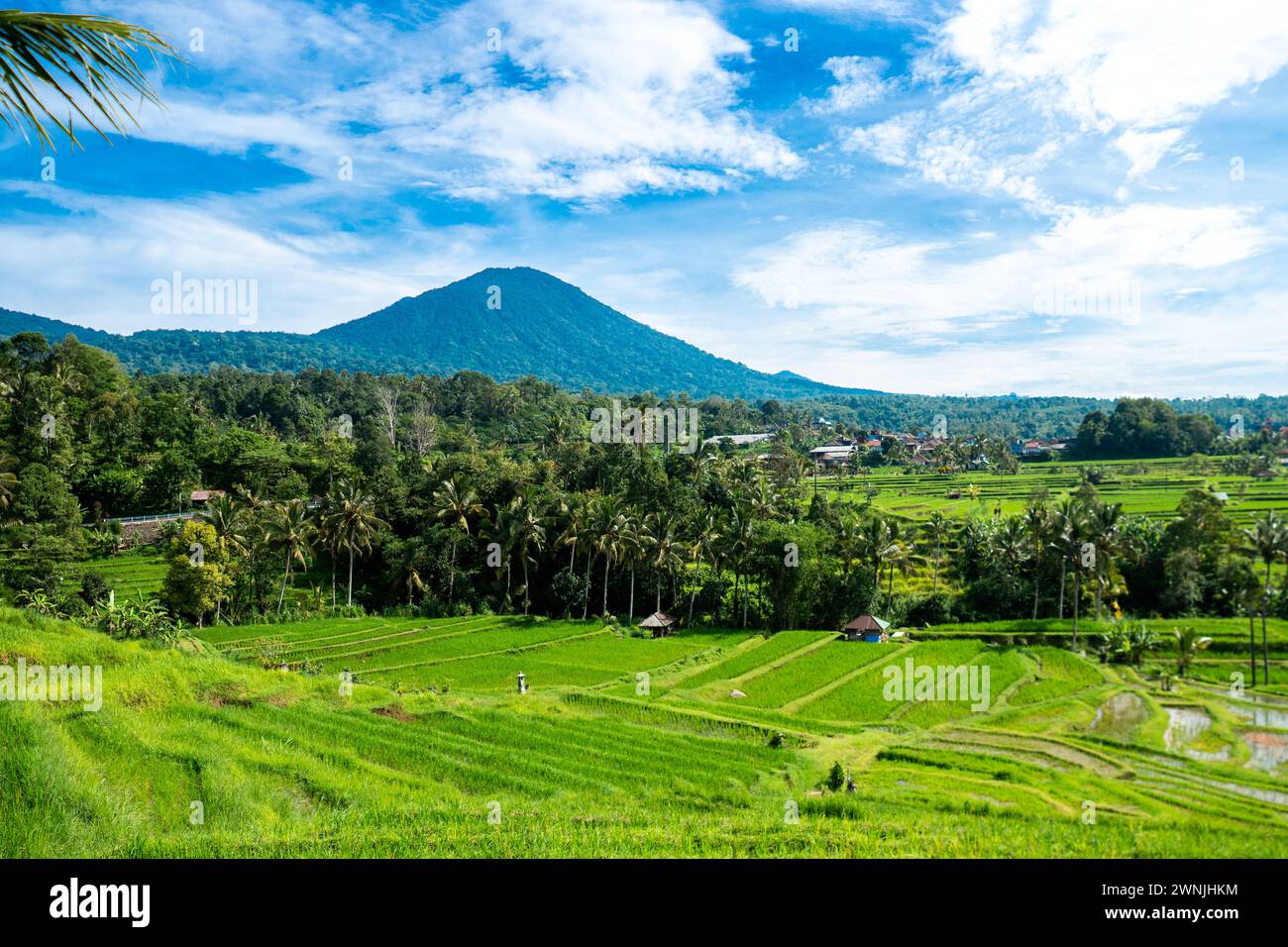 JATILUWIH RICE TERRACES, BALI - INDONESIA | Nature's patchwork quilt ...