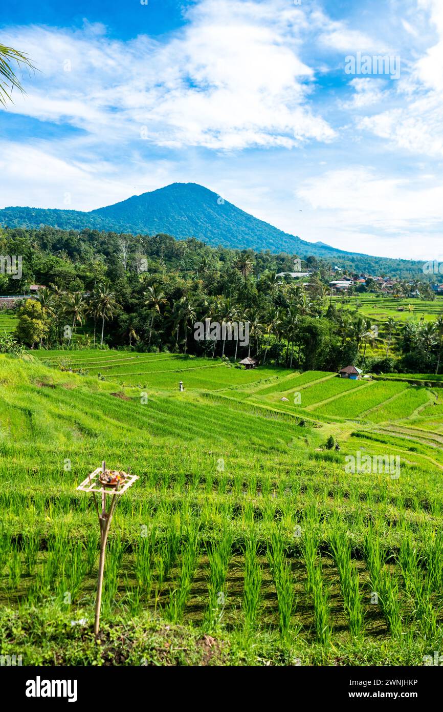 JATILUWIH RICE TERRACES, BALI - INDONESIA | Nature's patchwork quilt ...