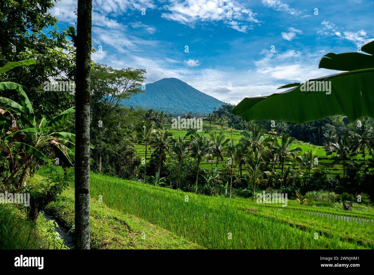 JATILUWIH RICE TERRACES, BALI - INDONESIA | Nature's patchwork quilt ...