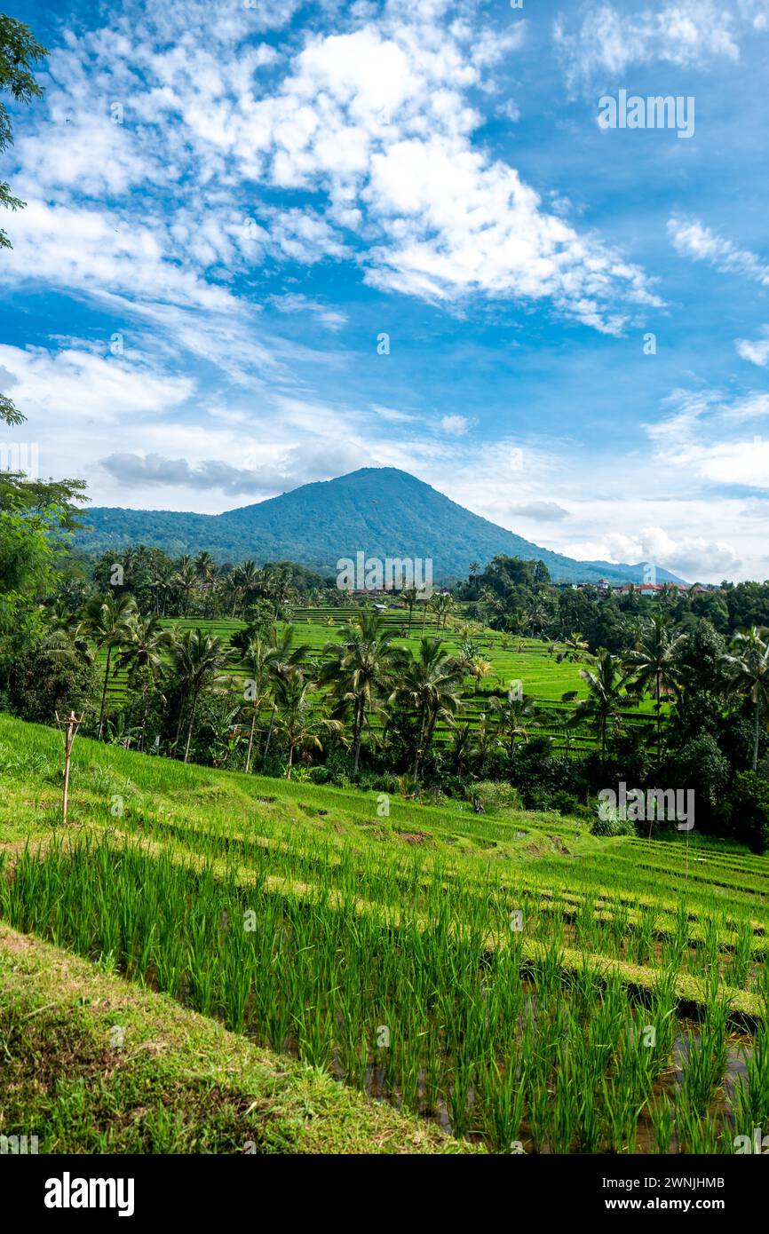 JATILUWIH RICE TERRACES, BALI - INDONESIA | Nature's patchwork quilt ...