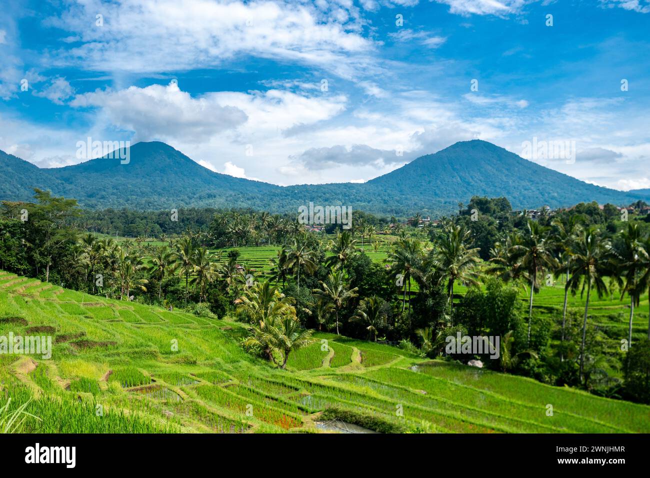 JATILUWIH RICE TERRACES, BALI - INDONESIA | Nature's patchwork quilt ...