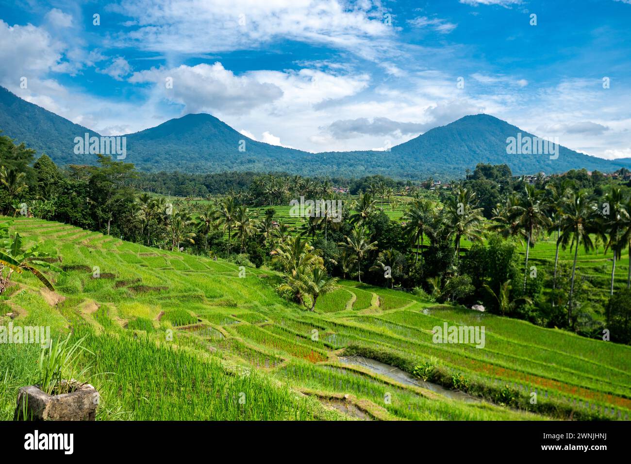 JATILUWIH RICE TERRACES, BALI - INDONESIA | Nature's patchwork quilt ...