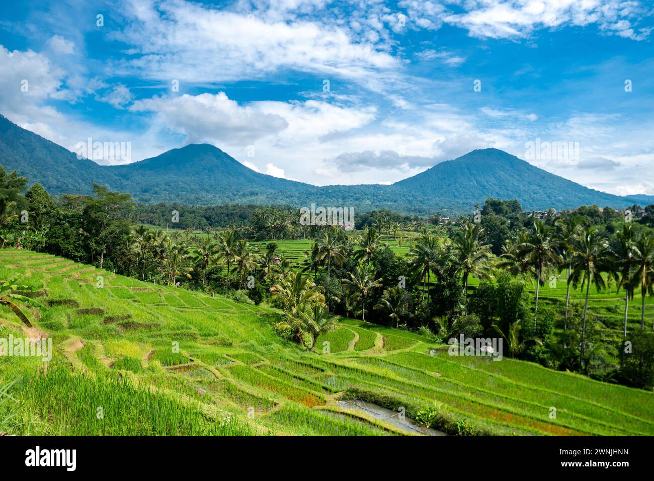 JATILUWIH RICE TERRACES, BALI - INDONESIA | Nature's patchwork quilt ...