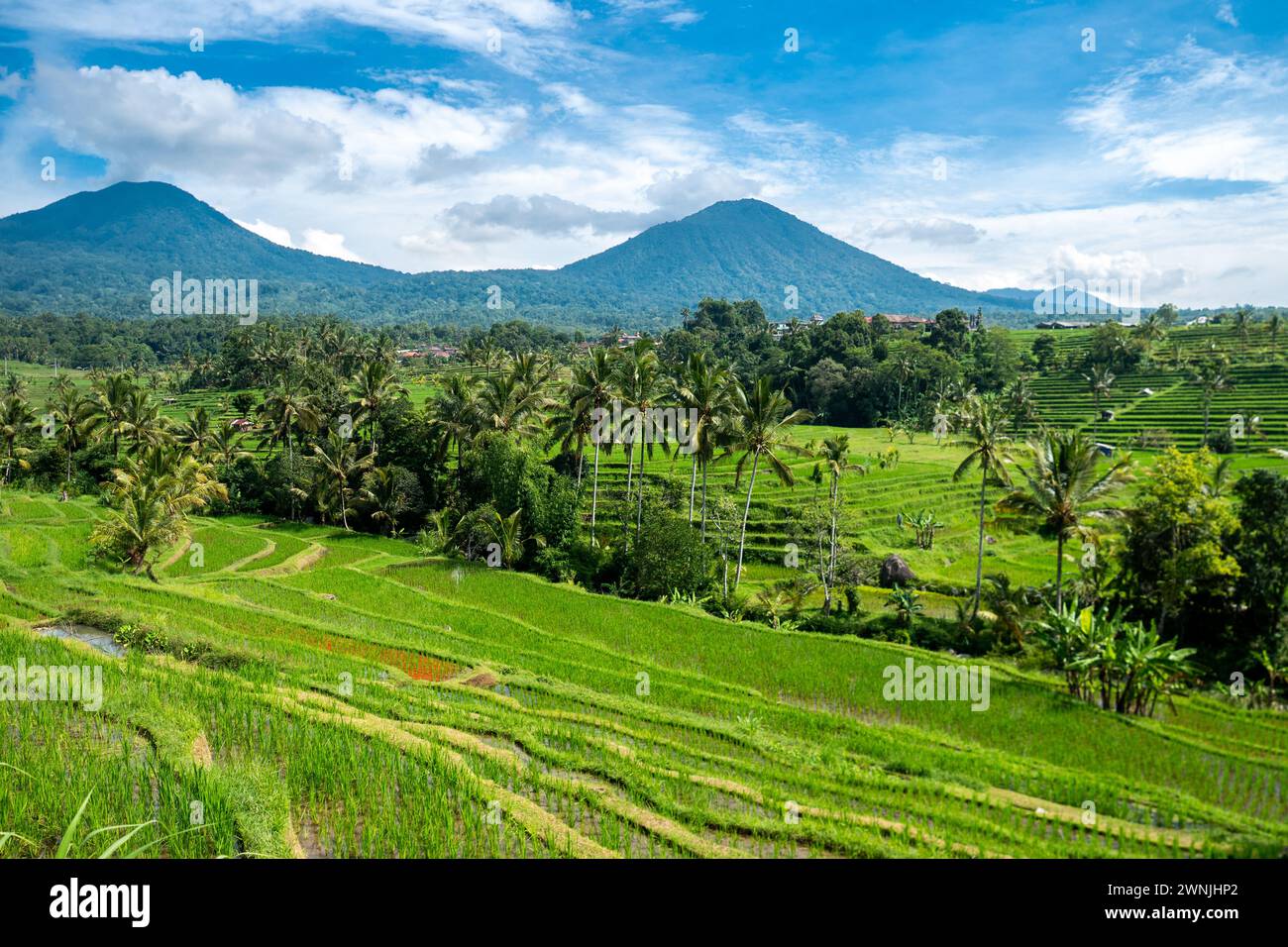 JATILUWIH RICE TERRACES, BALI - INDONESIA | Nature's patchwork quilt ...