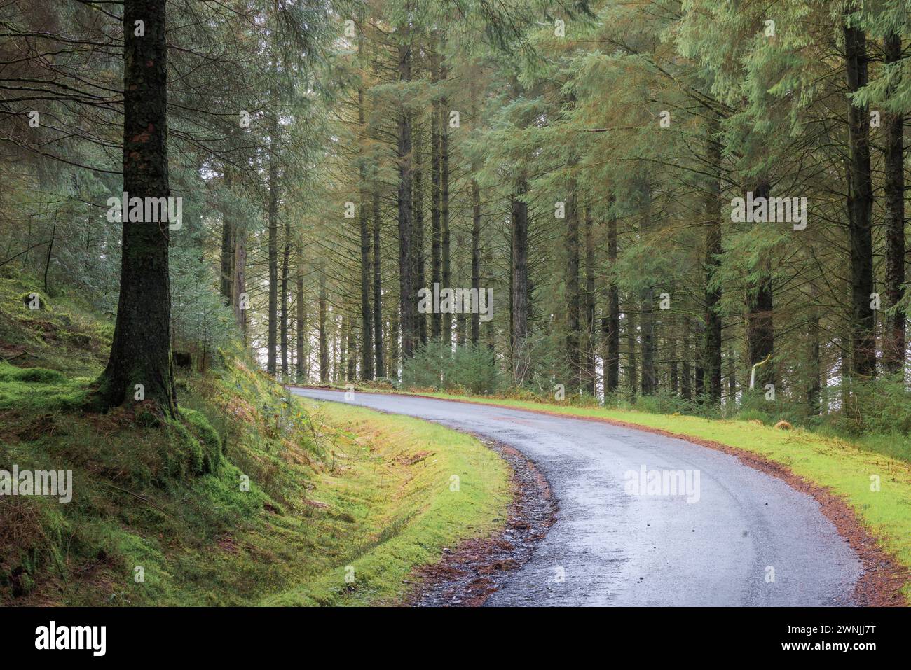 Road and Pine trees, Wales,UK Stock Photo - Alamy