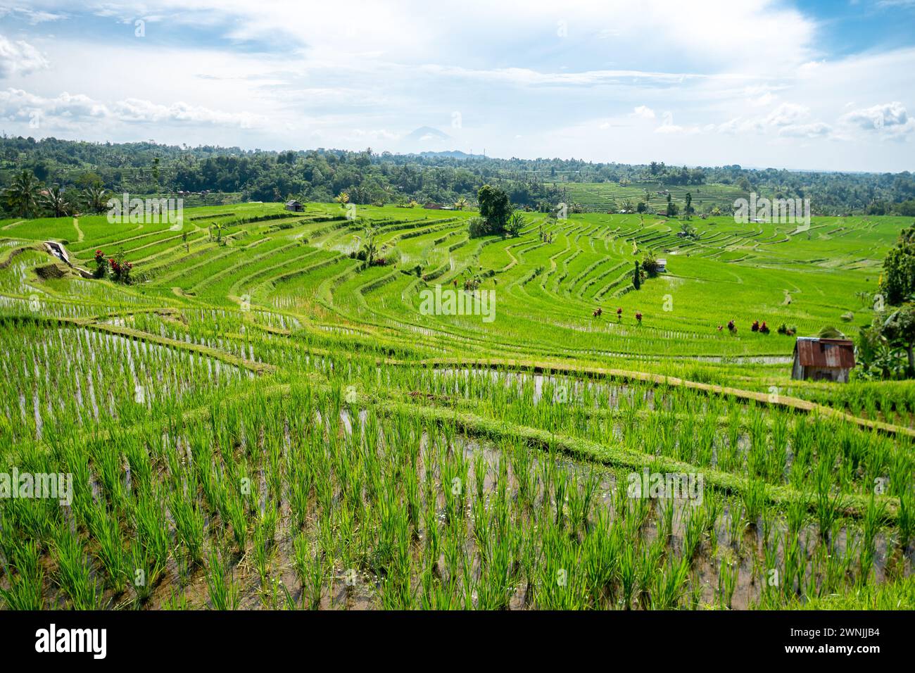 JATILUWIH RICE TERRACES, BALI - INDONESIA | Nature's patchwork quilt ...