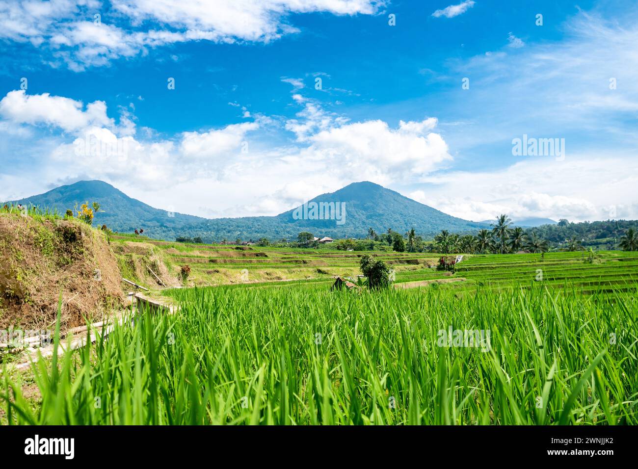 JATILUWIH RICE TERRACES, BALI - INDONESIA | Nature's patchwork quilt ...