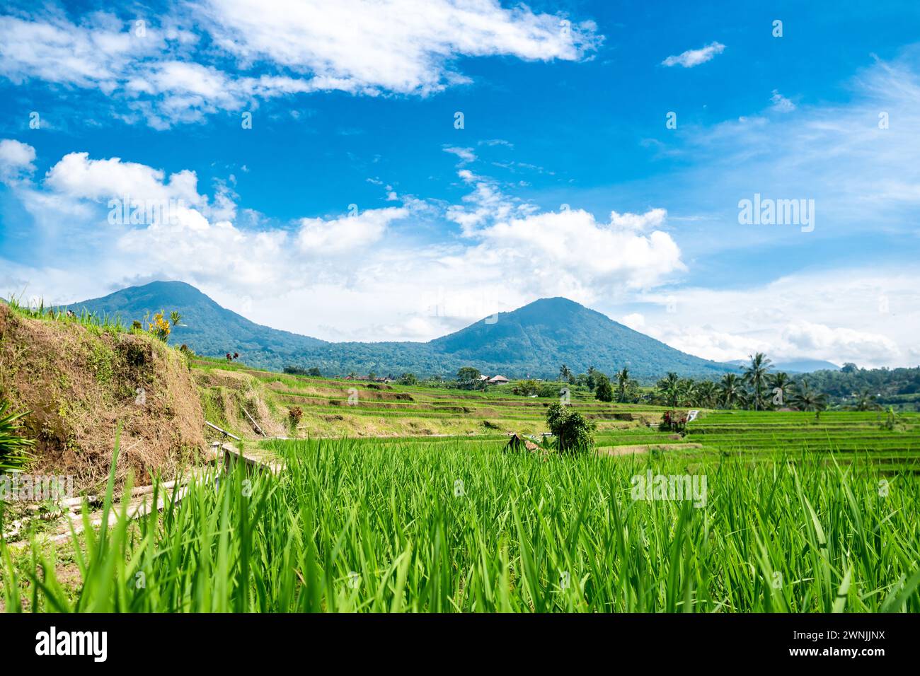JATILUWIH RICE TERRACES, BALI - INDONESIA | Nature's patchwork quilt ...
