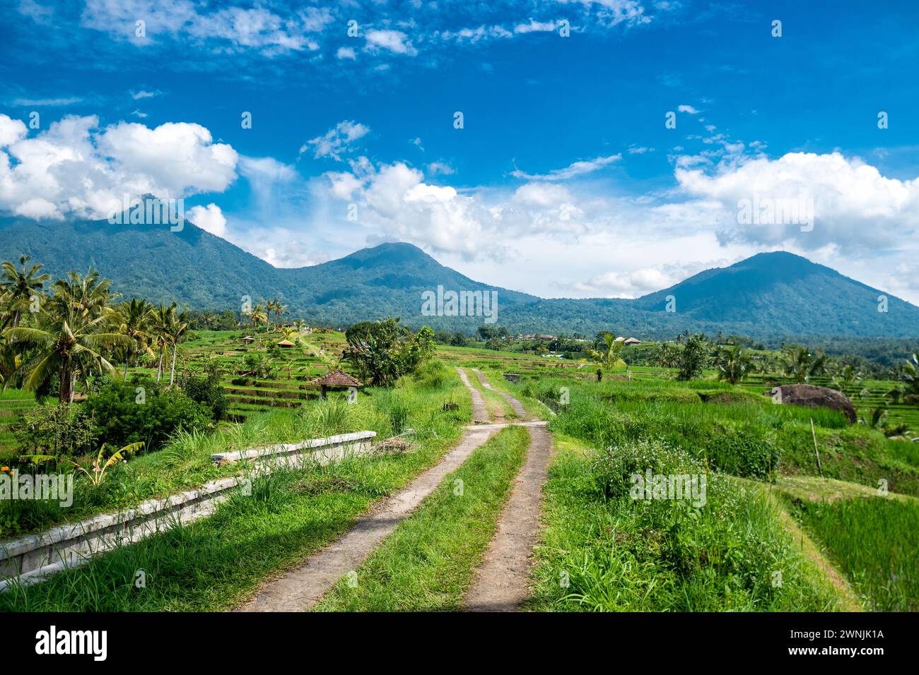 JATILUWIH RICE TERRACES, BALI - INDONESIA | Nature's patchwork quilt ...