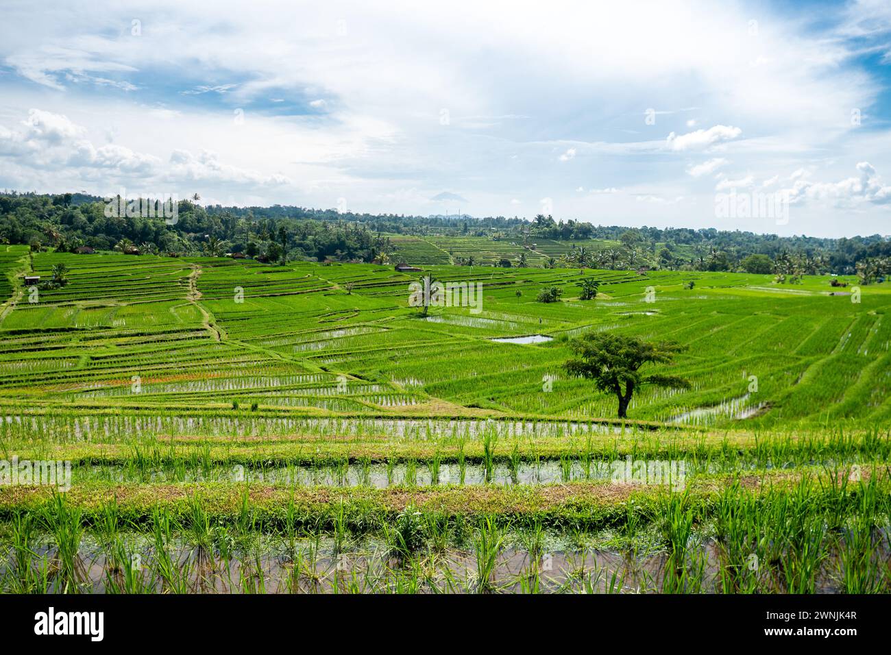 JATILUWIH RICE TERRACES, BALI - INDONESIA | Nature's patchwork quilt ...