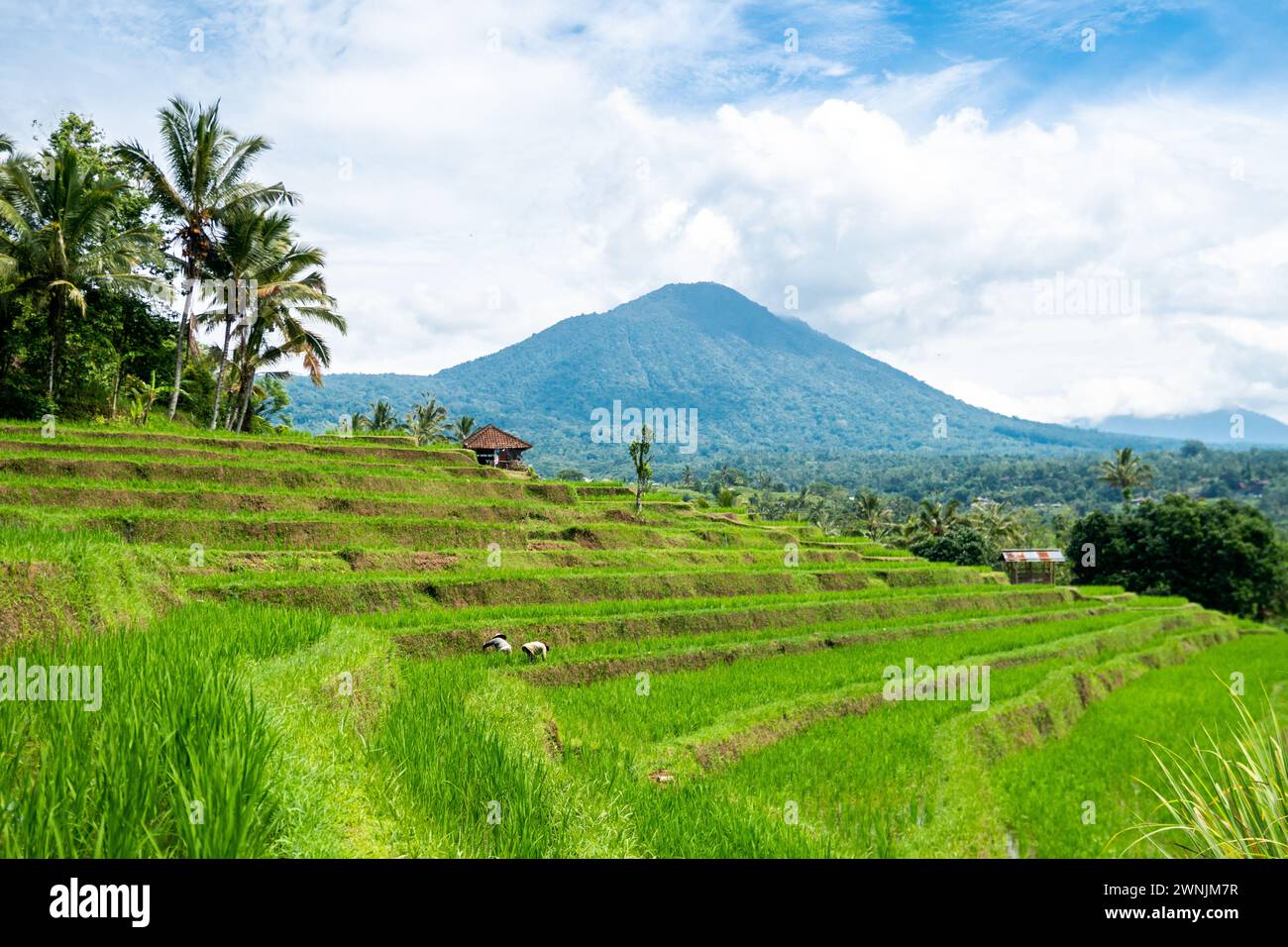 JATILUWIH RICE TERRACES, BALI - INDONESIA | Nature's patchwork quilt ...