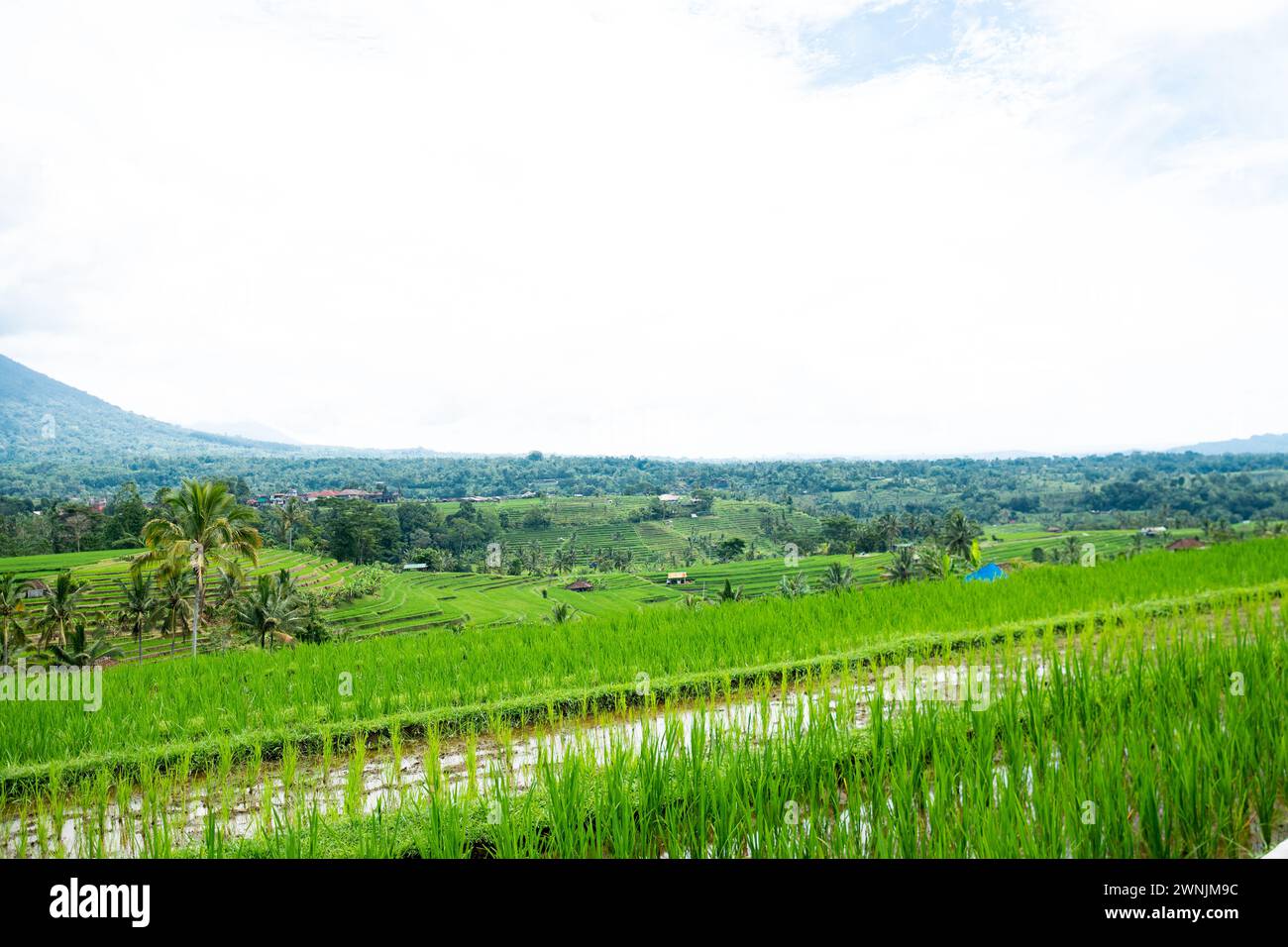 JATILUWIH RICE TERRACES, BALI - INDONESIA | Nature's patchwork quilt ...