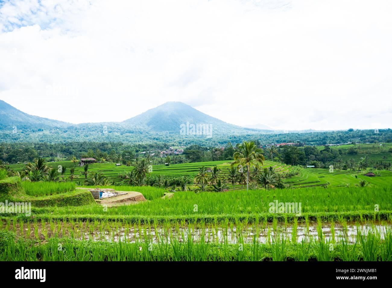JATILUWIH RICE TERRACES, BALI - INDONESIA | Nature's patchwork quilt ...