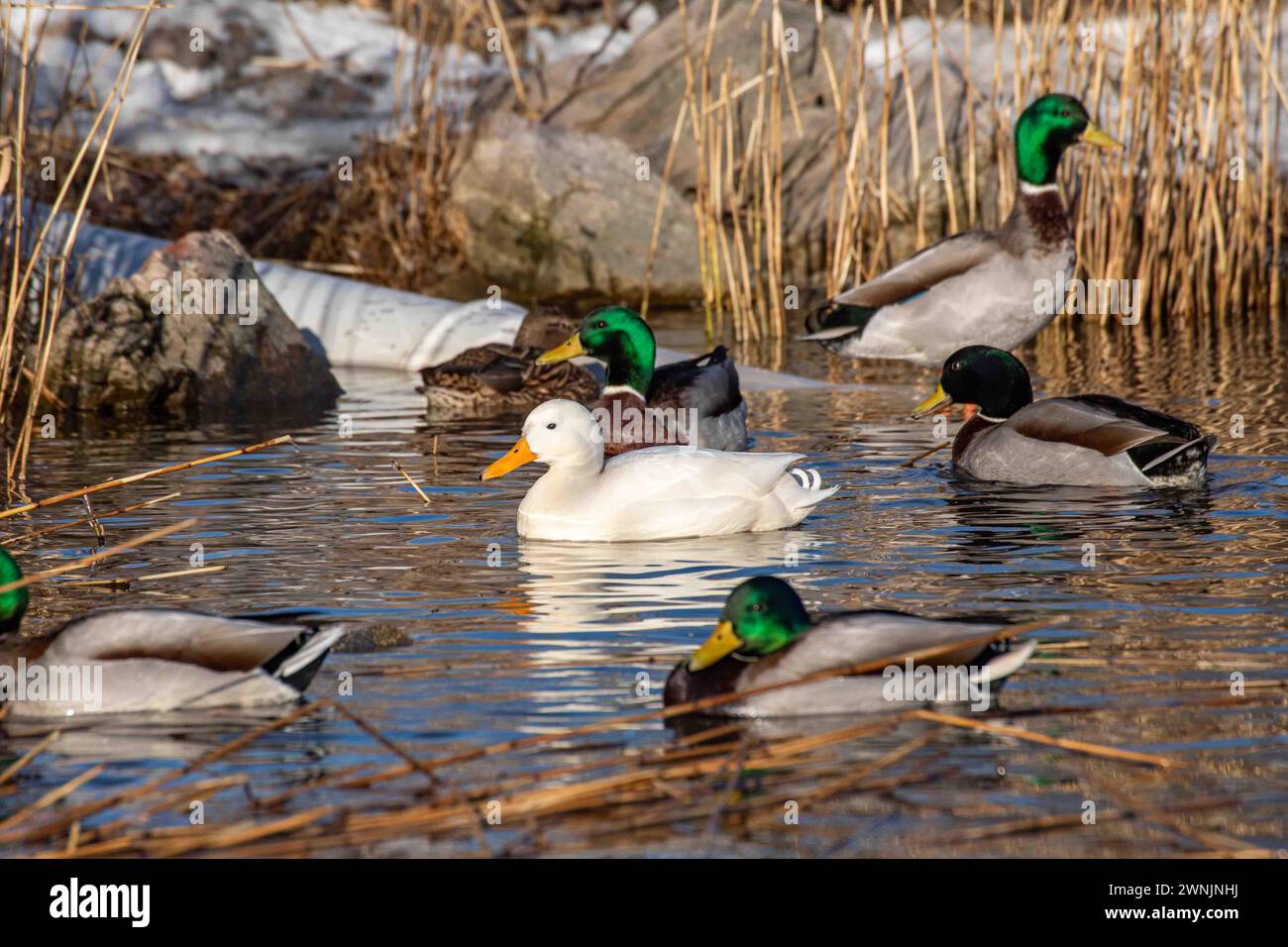 Leucistic ducks hi-res stock photography and images - Alamy