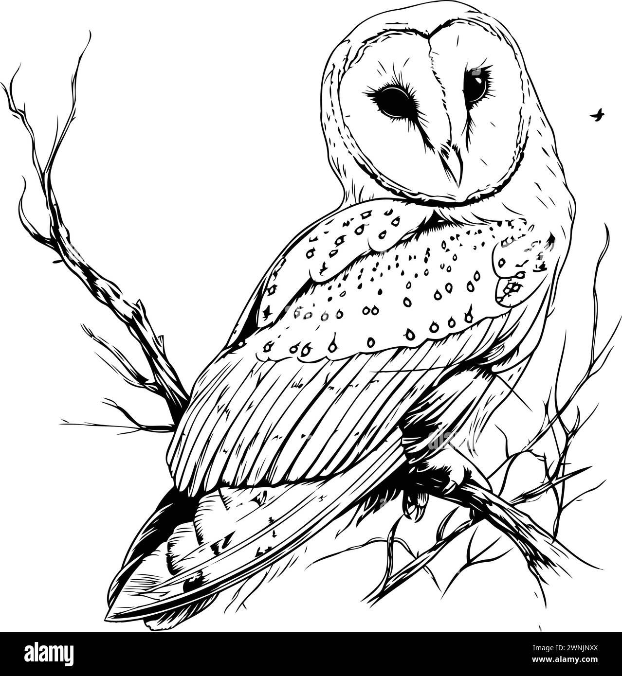 Barn owl tree illustration Black and White Stock Photos & Images - Alamy