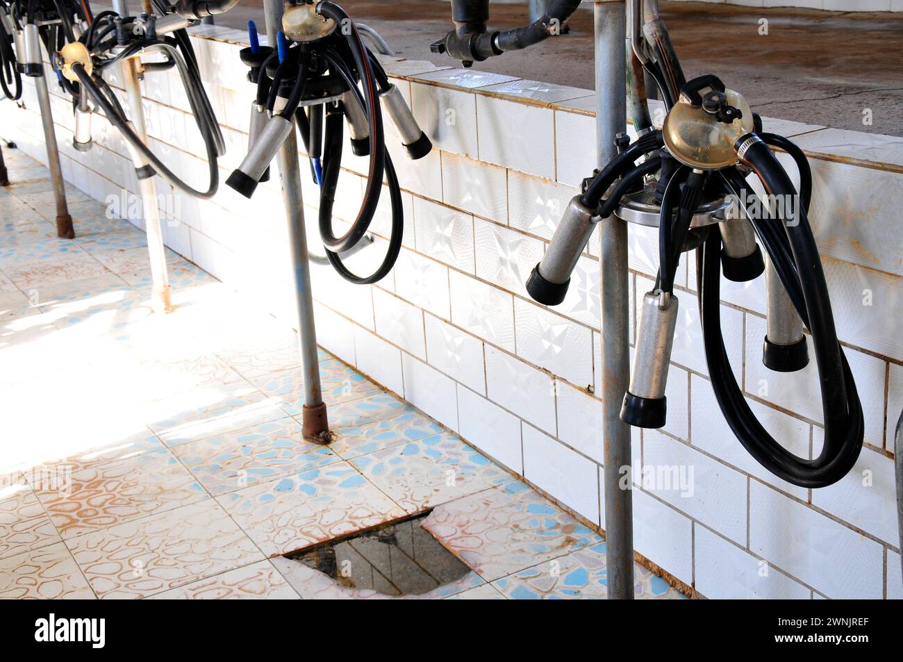 Mechanized milking equipment milking parlour Stock Photo - Alamy