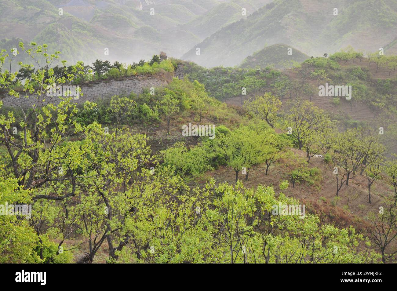 Ancient ecological wall, north China, elm ridge, the Great Wall Stock ...