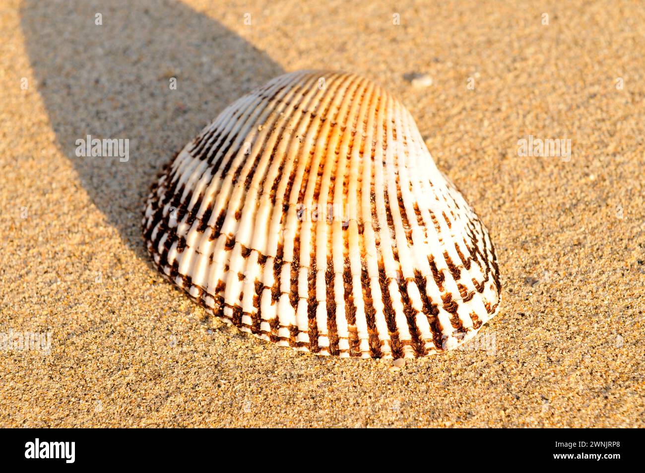 Beautiful shells on the beach Stock Photo - Alamy