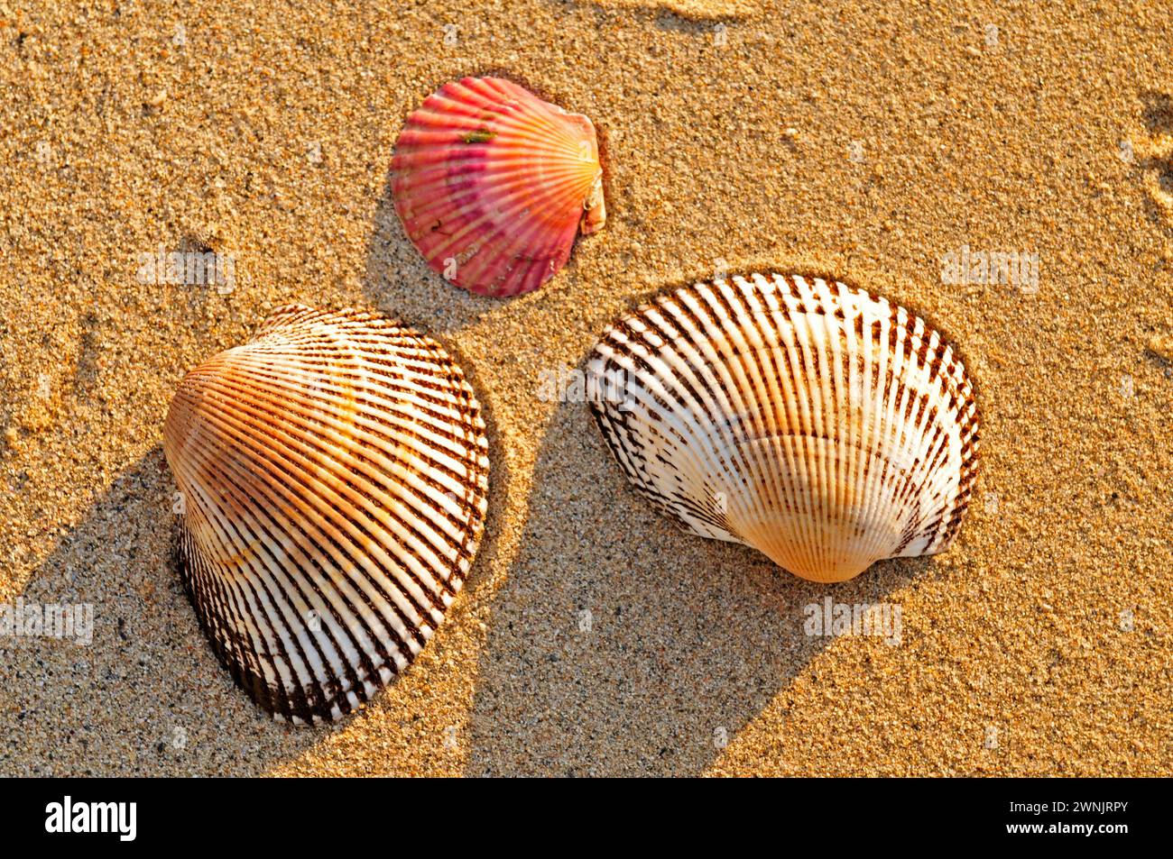 Beautiful shells on the beach Stock Photo - Alamy
