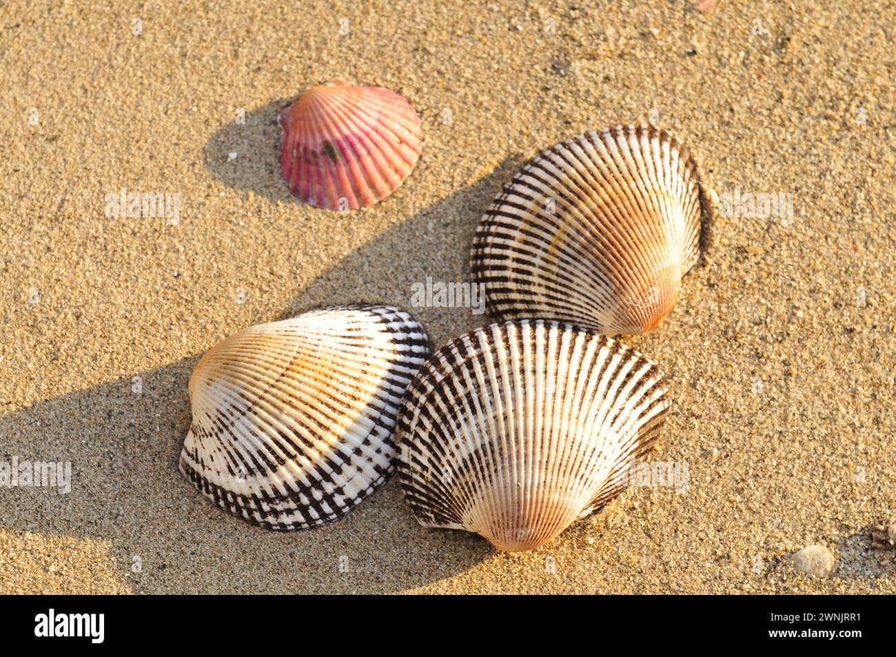Beautiful shells on the beach Stock Photo - Alamy