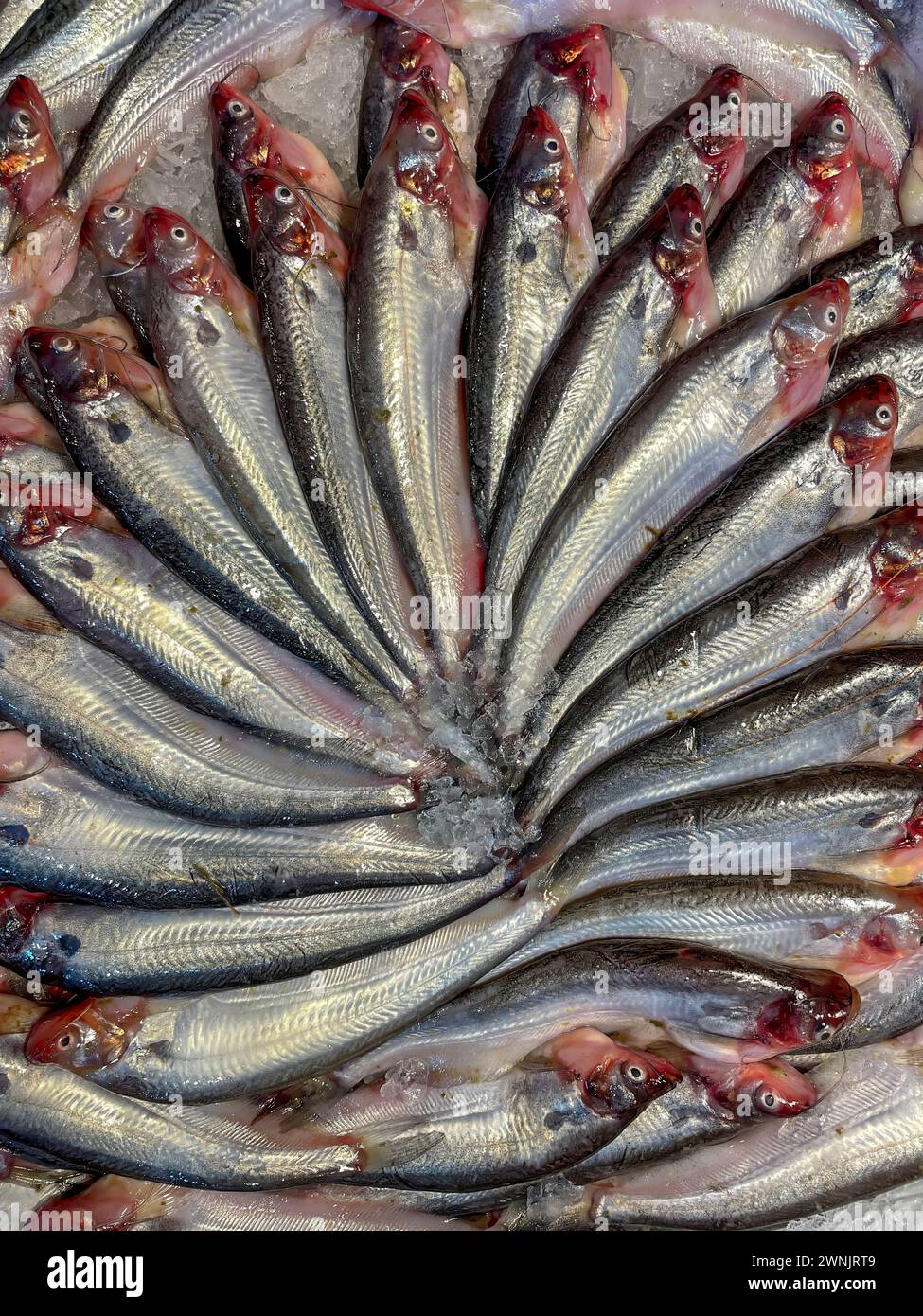 Fresh water Pabda fish of bangladesh.this photo was taken from ...
