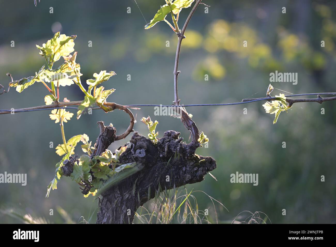 Vines in May - young branches and light green leaves grow from the old ...