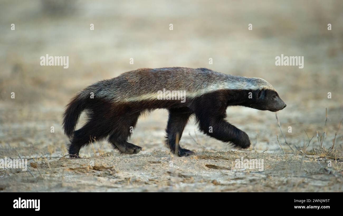 Honey Badger (Mellivora capensis) Kgalagadi Transfrontier Park, South ...