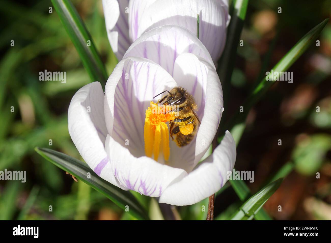 Western honey bee or European honey bee (Apis mellifera), family Apidae ...